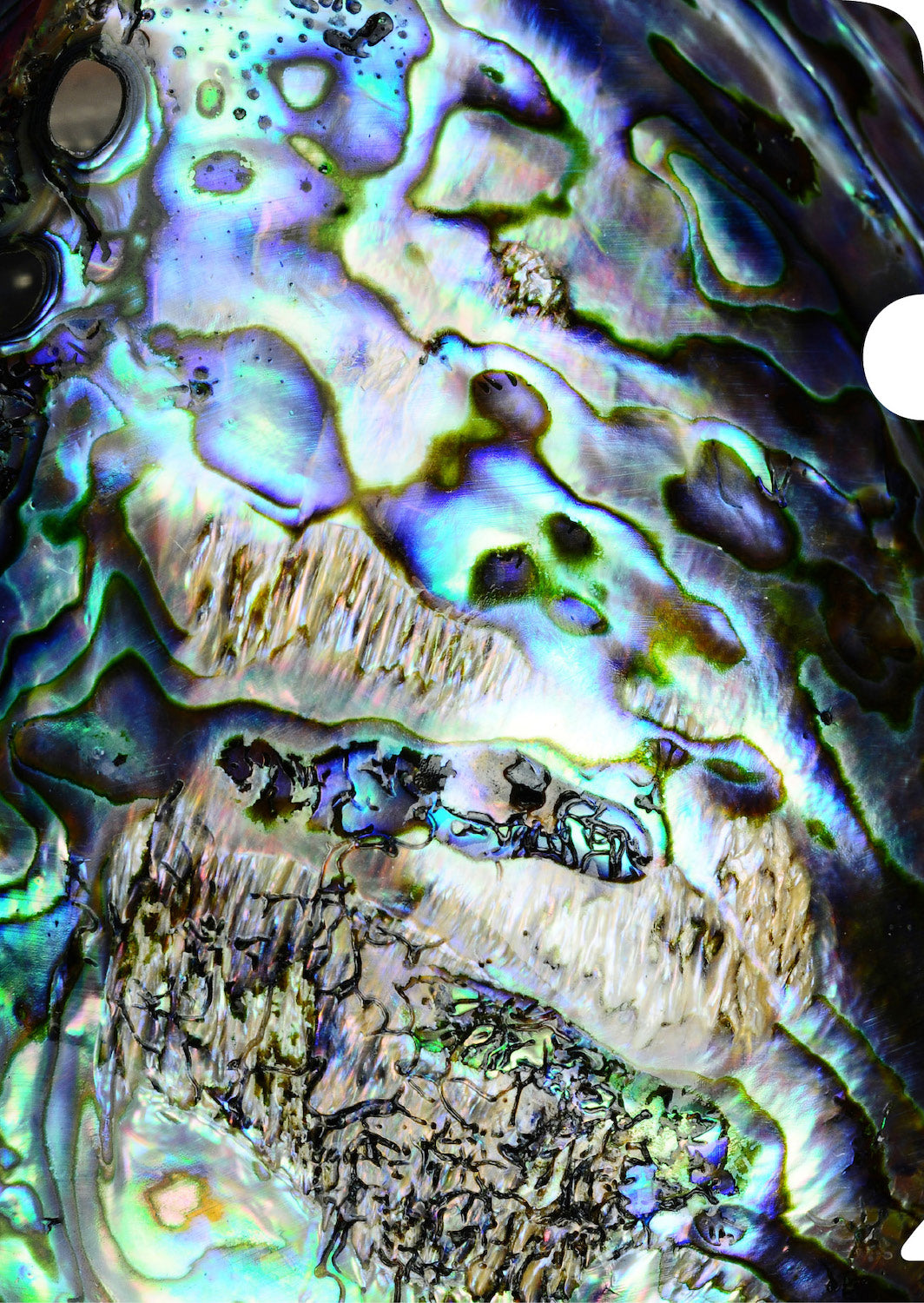 Paua Document Cover – Love These Covers